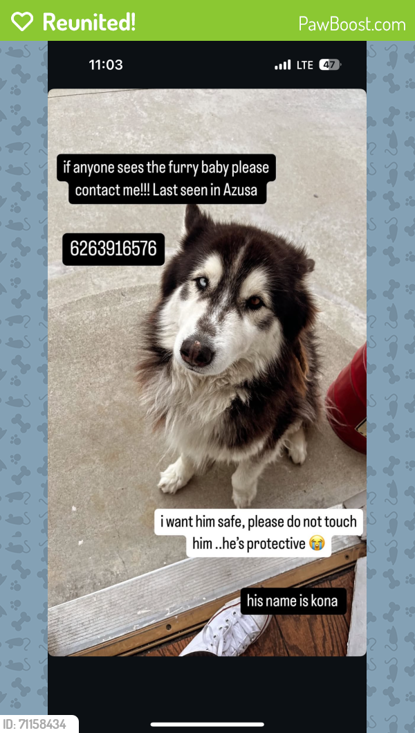 Reunited Male Dog in Azusa, CA 91702 (ID: 71158434) | PawBoost