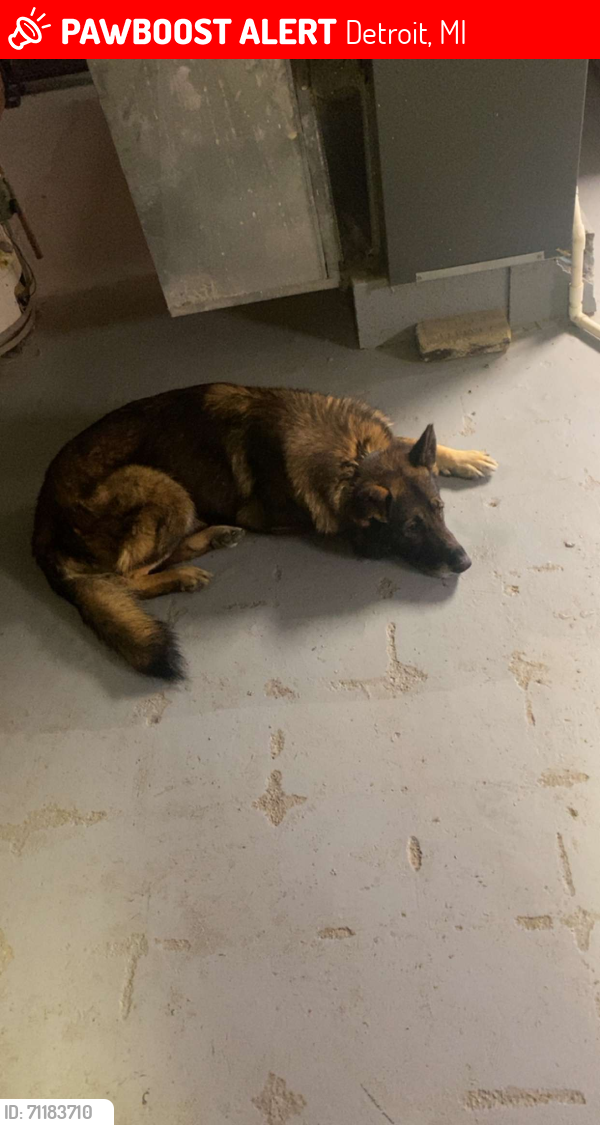 Detroit, MI Lost Male Dog, Zeus Is Missing | PawBoost