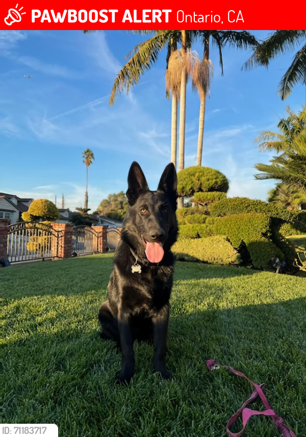 Ontario, CA Lost Female Dog, ATHENA Is Missing | PawBoost