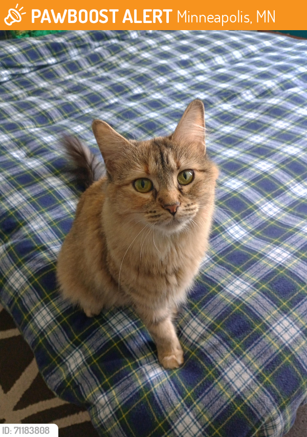 Minneapolis, MN Stray Cat Found Near 37th St. And Penn Ave | PawBoost