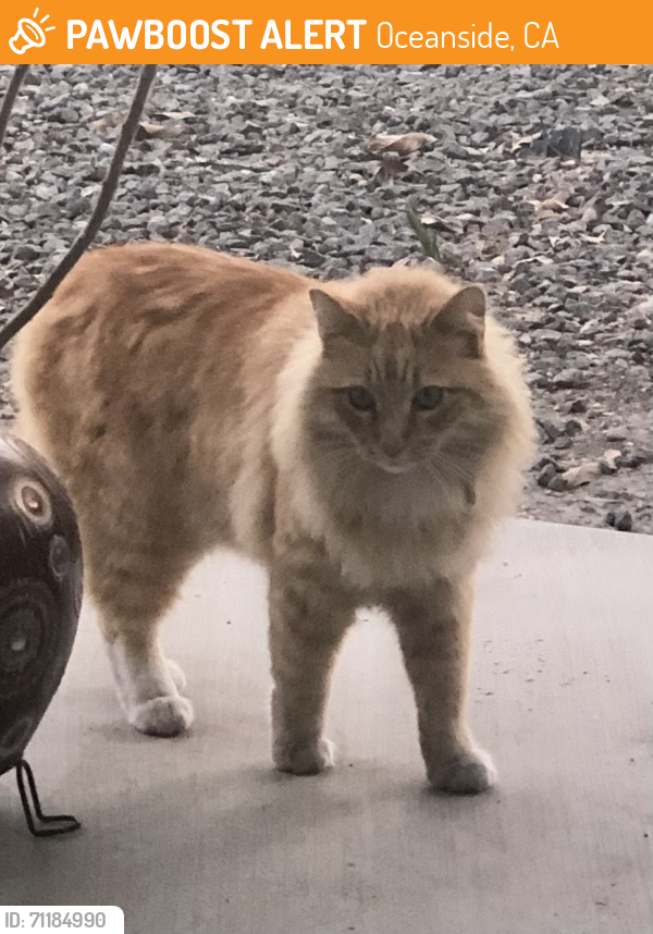Oceanside, CA Stray Cat Found Near Temple Heights | PawBoost