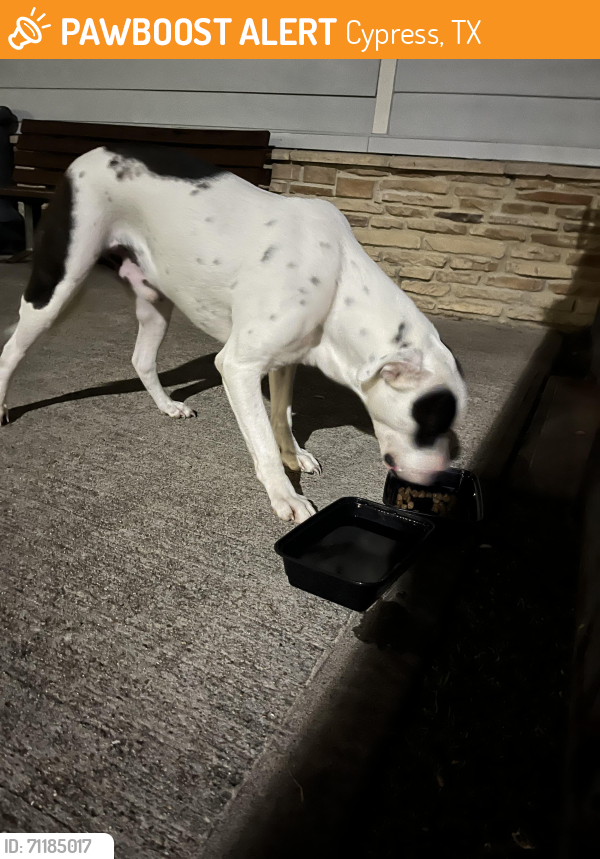 Cypress, TX Stray Dog Found Near Prestige apmt complex- dumped in dog ...
