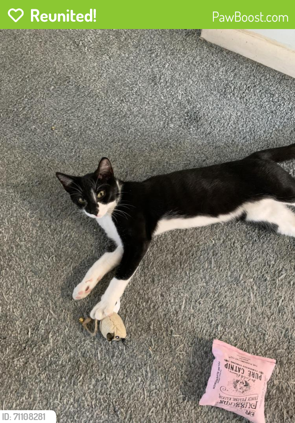 Reunited Male Cat in Hamilton Township, NJ 08610 (ID: 71108281) | PawBoost
