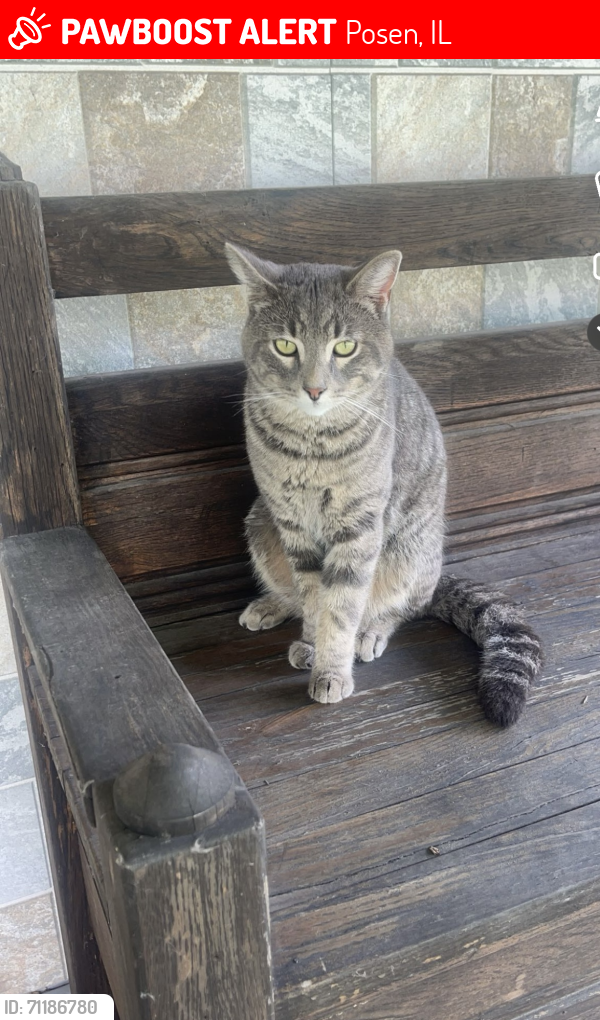 Posen, IL Lost Male Cat, Romeo Is Missing | PawBoost