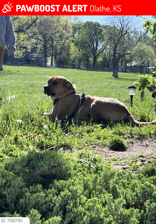 Olathe, KS Lost Male Dog, Red & Koda Is Missing | PawBoost