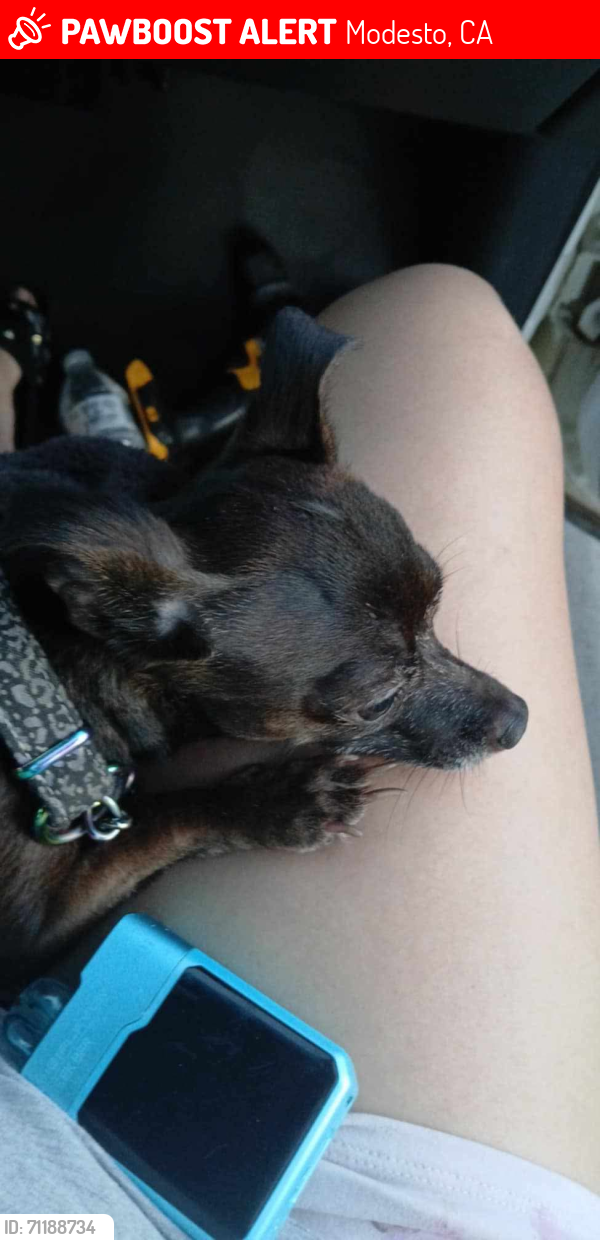 Modesto, CA Lost Female Dog, Squirt/doodoo Is Missing | PawBoost