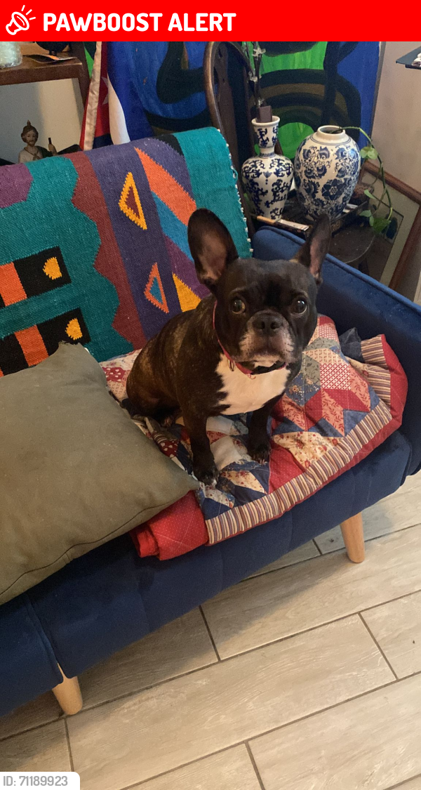 Walden Township, MN Lost Female Dog, Sacha Is Missing | PawBoost
