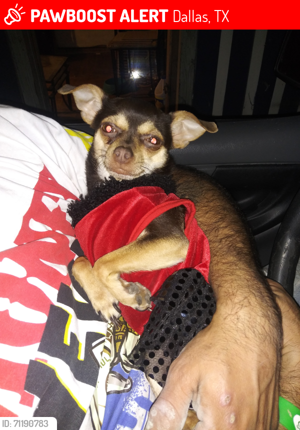 Dallas, TX Lost Female Dog, Babygirl Is Missing | PawBoost