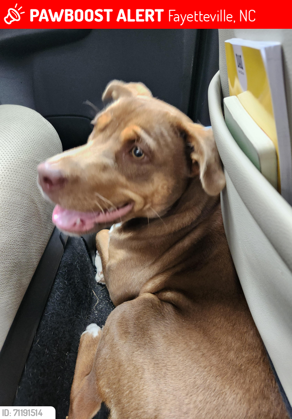 Fayetteville, NC Lost Female Dog, Murphy Is Missing | PawBoost