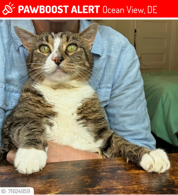 Ocean View, DE Lost Male Cat, Babyface Is Missing | PawBoost