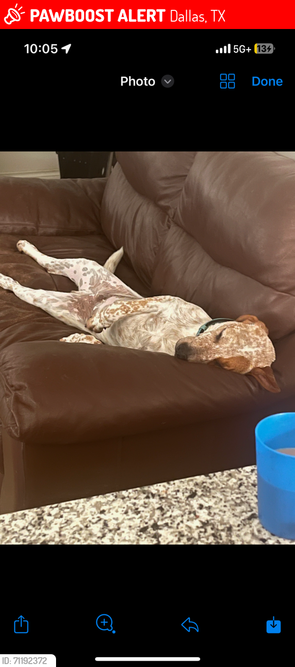 Dallas, TX Lost Male Dog, Rascal Is Missing | PawBoost