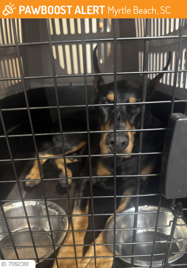 Myrtle Beach, SC Stray Male Dog Found Near Grand strand humane society ...