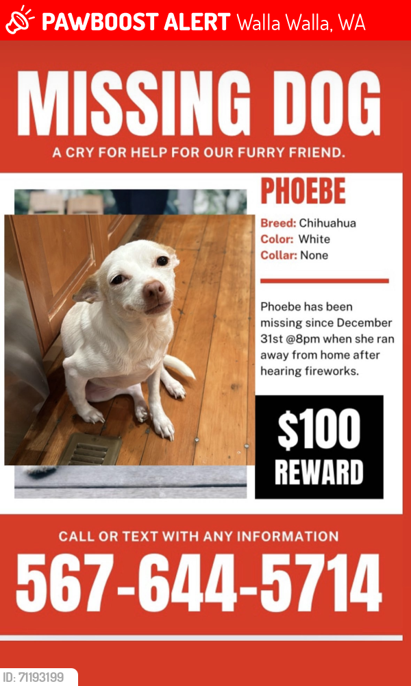 Walla Walla, WA Lost Female Dog, Phoebe Is Missing | PawBoost