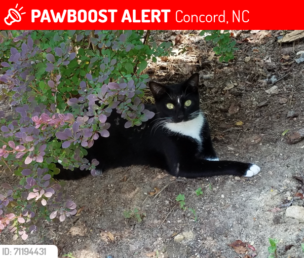 Concord, NC Lost Female Cat, Oreo Is Missing | PawBoost