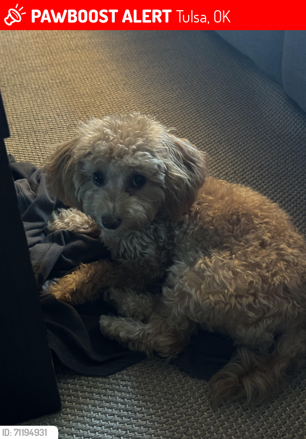 Tulsa, OK Lost Female Dog, Suki Is Missing | PawBoost