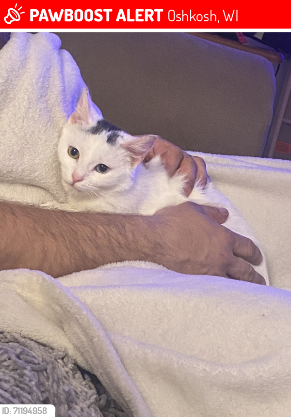 Oshkosh, WI Lost Female Cat, Hemi Is Missing | PawBoost
