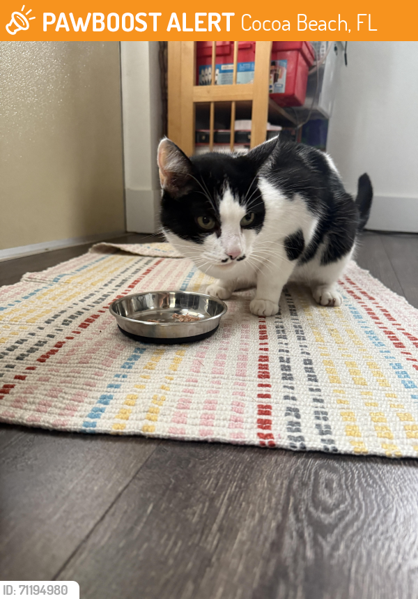 Cocoa Beach, FL Stray Cat Found Near Minutemen causeway | PawBoost