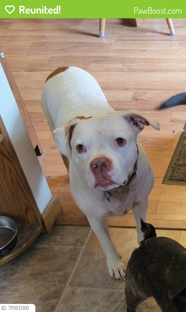 Reunited Female Dog in Benton Township, MI 48813 (ID: 71193190) | PawBoost