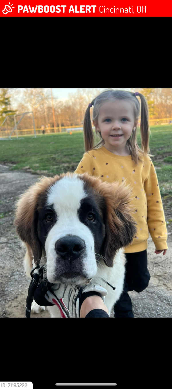 Cincinnati, OH Lost Male Dog, Franklin Is Missing | PawBoost