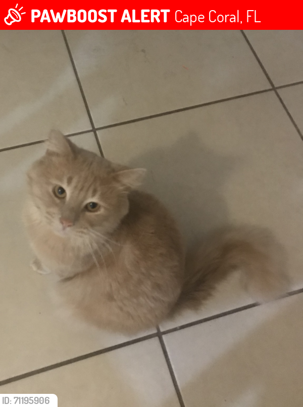 Cape Coral, FL Lost Male Cat, Sky Is Missing | PawBoost