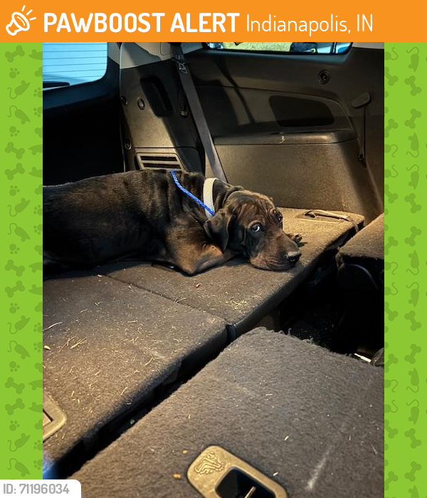 Indianapolis, IN Stray Male Dog Found Near Germanchurch Road | PawBoost