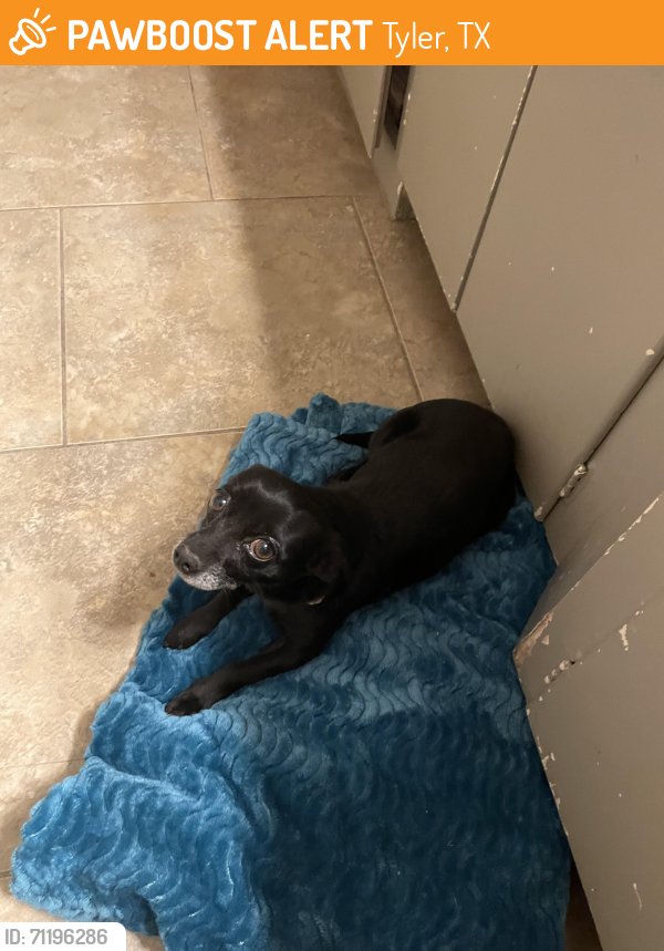 Rehomed Female Dog in Tyler, TX 75702 (ID: 71196286) | PawBoost