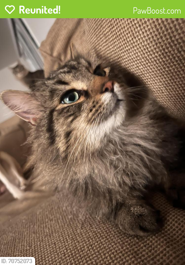 Reunited Male Cat in Greenville, SC 29605 (ID: 70752073) | PawBoost