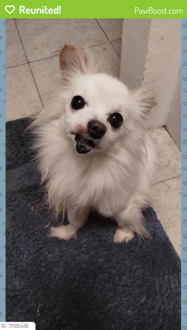 Reunited Male Dog in Milton, WA 98354 (ID: 71195418) | PawBoost