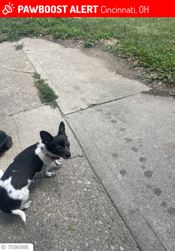 Cincinnati, OH Lost Female Dog, Bella Is Missing | PawBoost