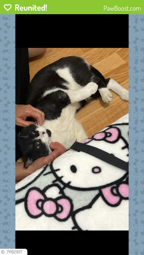 Reunited Male Cat in Elgin, IL 60120 (ID: 71192917) | PawBoost