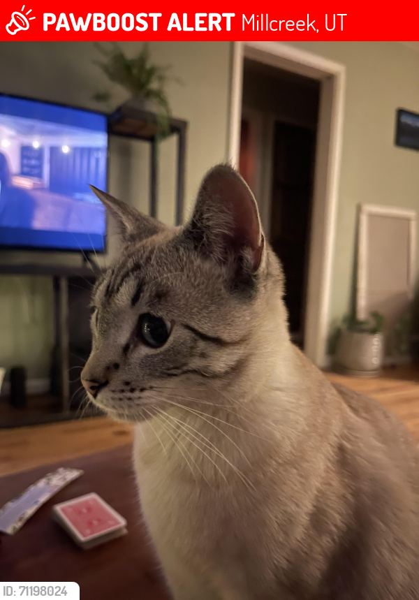 Millcreek, UT Lost Male Cat, Henry Is Missing | PawBoost