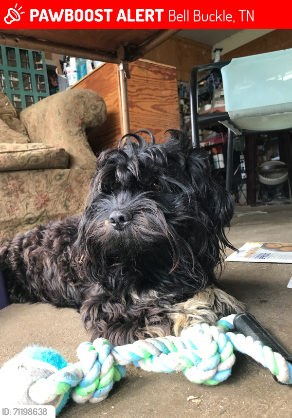 Bell Buckle, TN Lost Male Dog, Morphy Is Missing | PawBoost