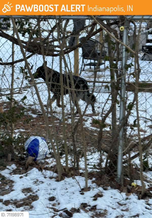 Indianapolis, IN Stray Dog Found Near Dandy trail & Crawfordsville rd ...