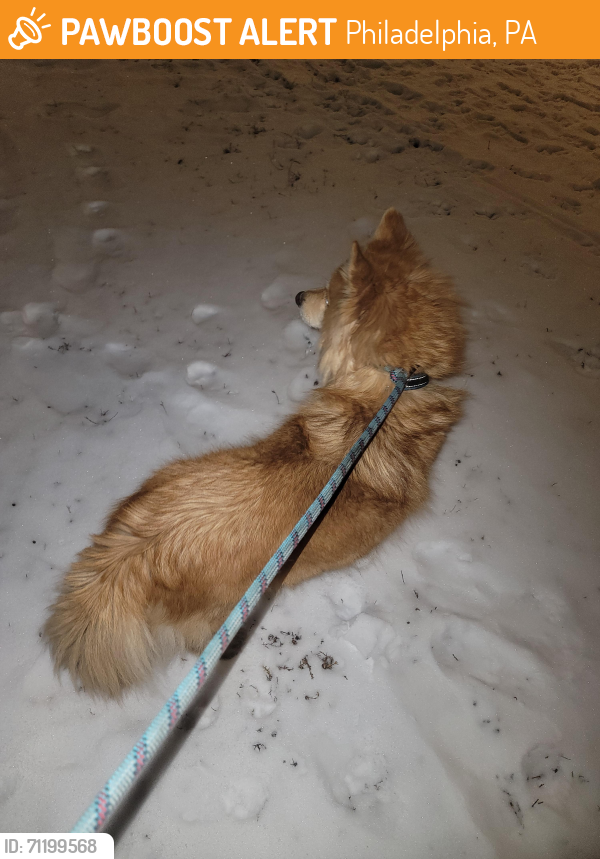 Philadelphia, PA Stray Female Dog Found Near Haverford avenue | PawBoost