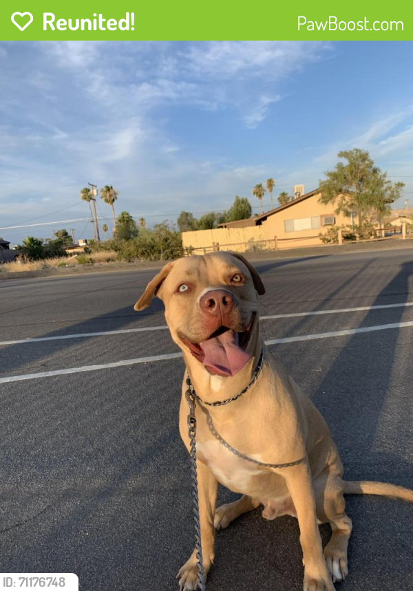 Reunited Male Dog in California City, CA 93505 (ID: 71176748) | PawBoost