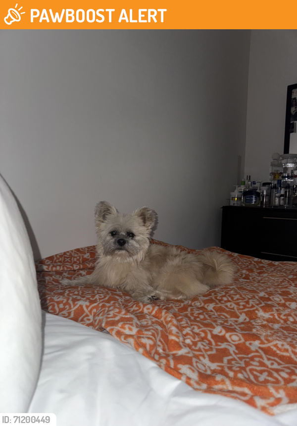 Miami-Dade County, FL Stray Male Dog Found Near Near st sw 107 ct ...