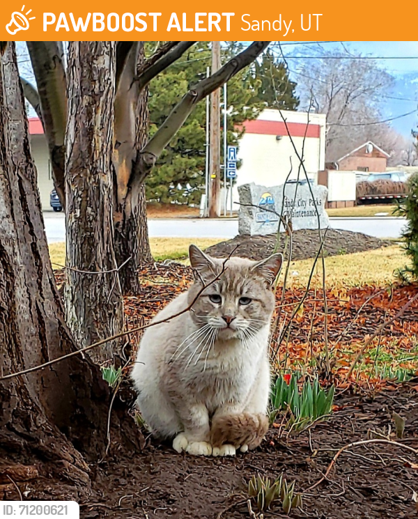 Sandy, UT Stray Male Cat Found Near Sandy City Parks Building by ...