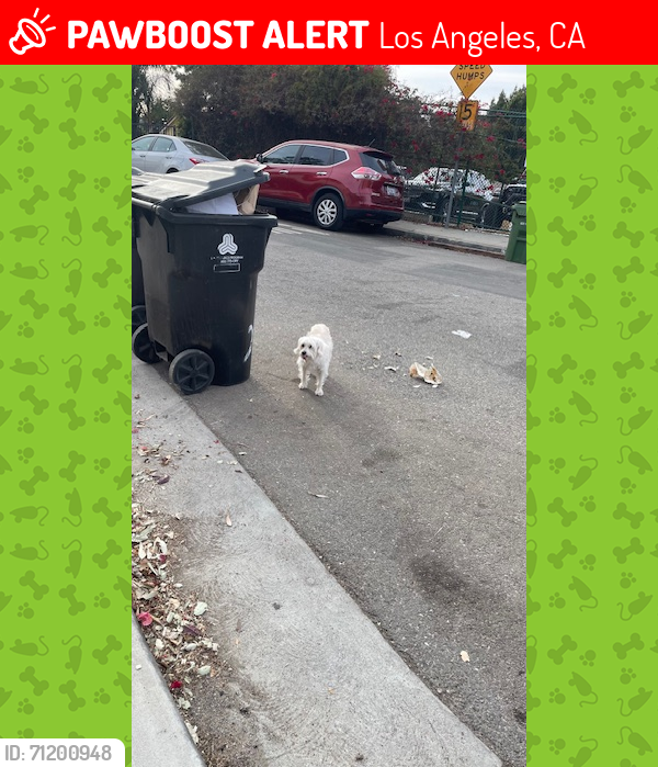 Los Angeles, CA Lost Dog, White dog Is Missing | PawBoost