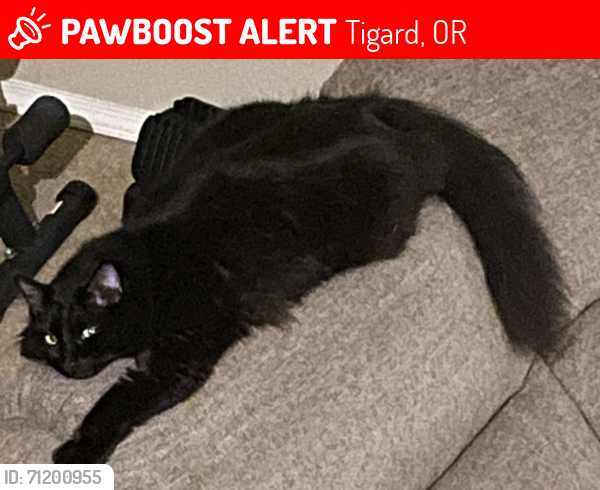 Tigard, OR Lost Male Cat, Moose Is Missing | PawBoost