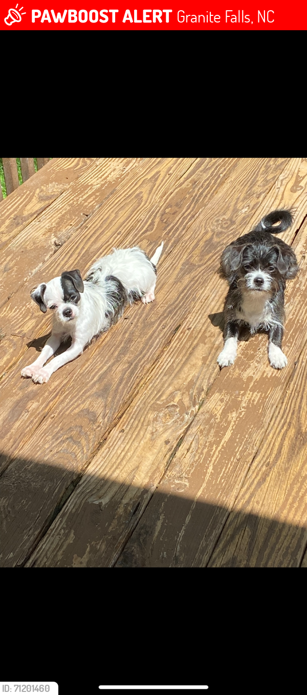 Granite Falls, NC Lost Female Dog, MooMoo Is Missing | PawBoost