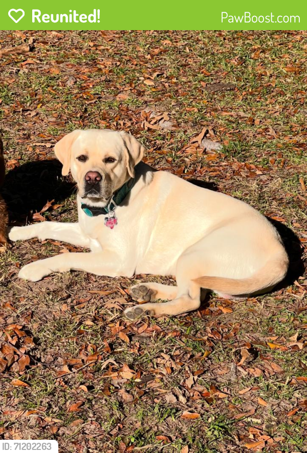 Reunited Male Dog in Tyler, TX 75703 (ID: 71202263) | PawBoost