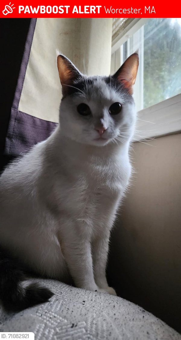 Worcester, MA Lost Female Cat, Nami Is Missing | PawBoost