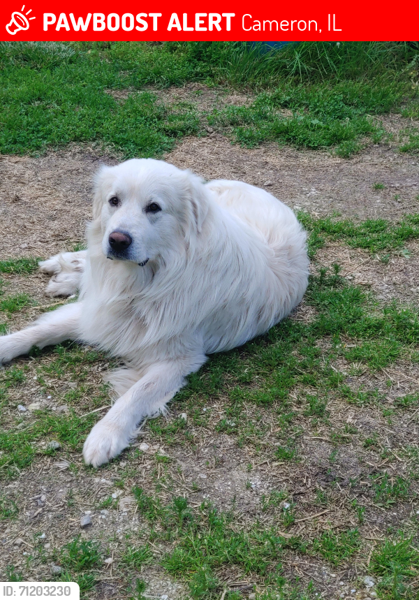 Cameron, IL Lost Male Dog, Ruckus Is Missing | PawBoost