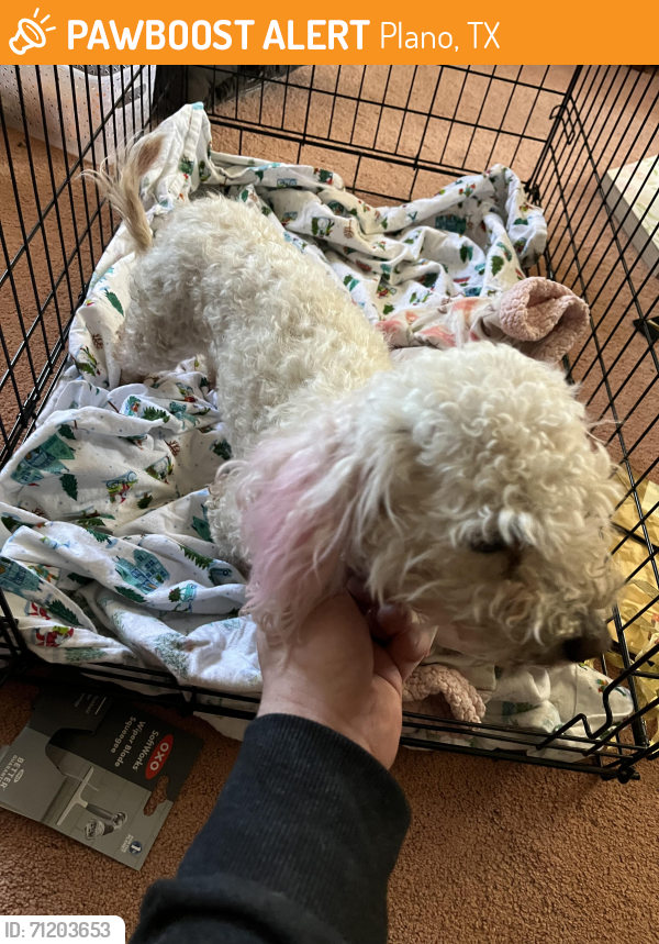 Plano, TX Stray Female Dog Found Near Thomas elementary school | PawBoost