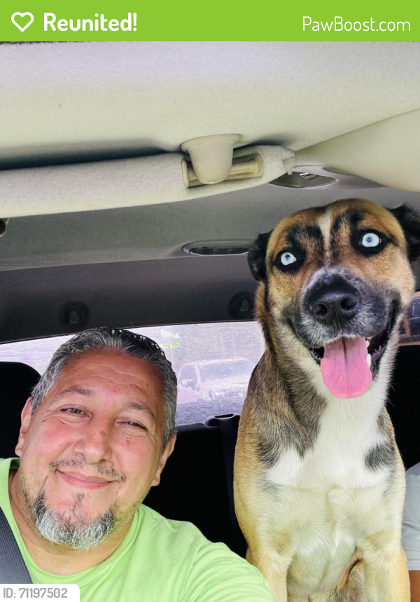 Reunited Male Dog in West Park, FL 33023 (ID: 71197502) | PawBoost