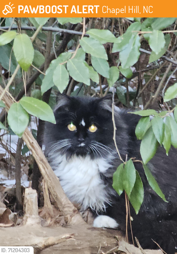 Chapel Hill, NC Stray Cat Found Near Standish | PawBoost
