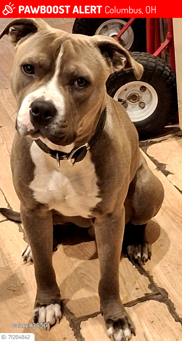 Columbus, OH Lost Male Dog, Brutus Is Missing | PawBoost