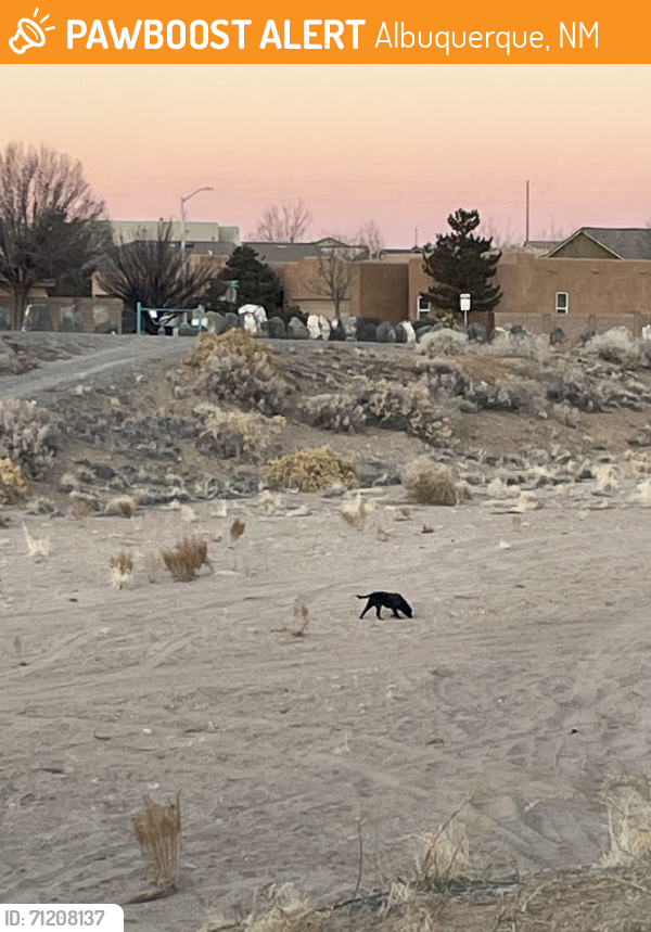Albuquerque, NM Stray Dog Found Near McMahon | PawBoost