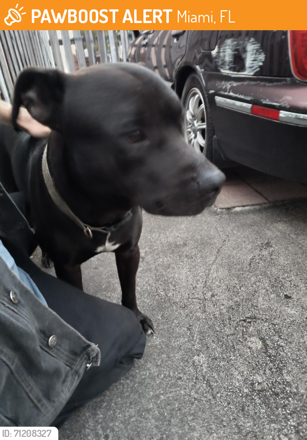 Miami, FL Stray Male Dog Found Near Near SW 190th Terrace Rd, Miami, FL ...