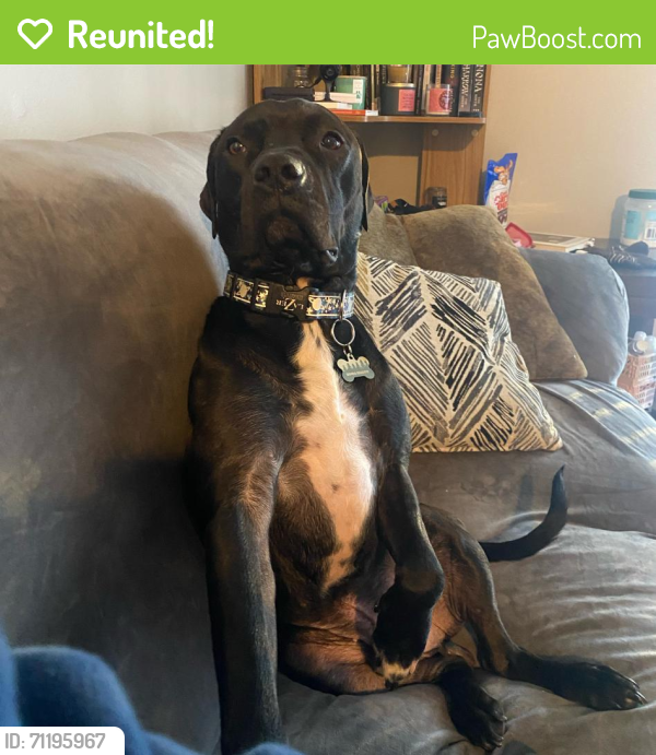 Reunited Male Dog in Cincinnati, OH 45255 (ID: 71195967) | PawBoost